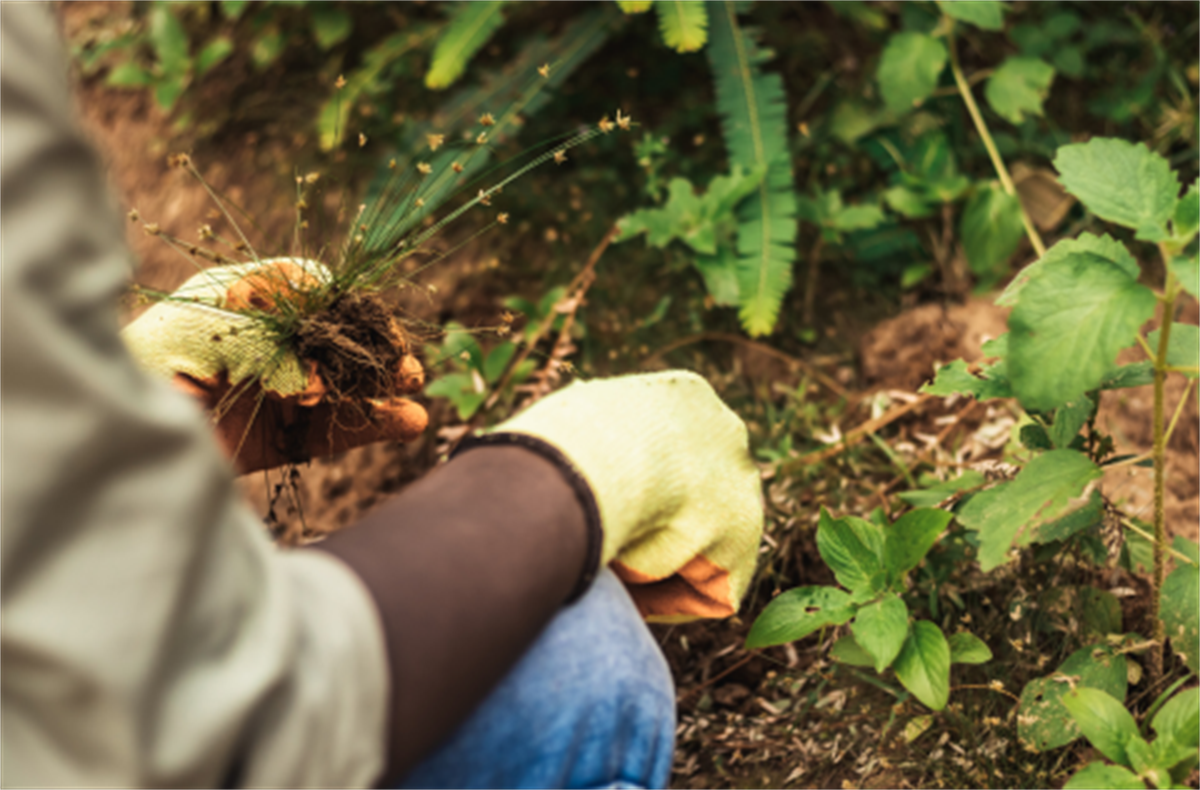 National Tree Day - Hume City Council