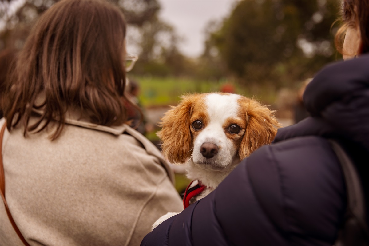 Council reminds of supports available for responsible pet ownership ...
