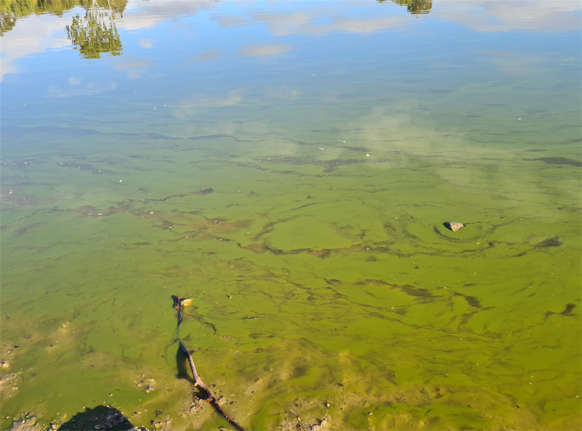 Spavin Lake algal bloom - Hume City Council