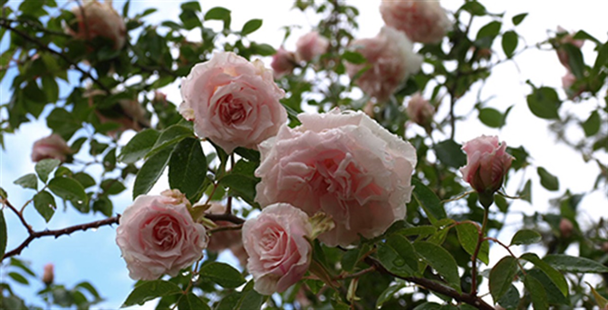 Spring colour in Bulla as roses come into bloom - Hume City Council