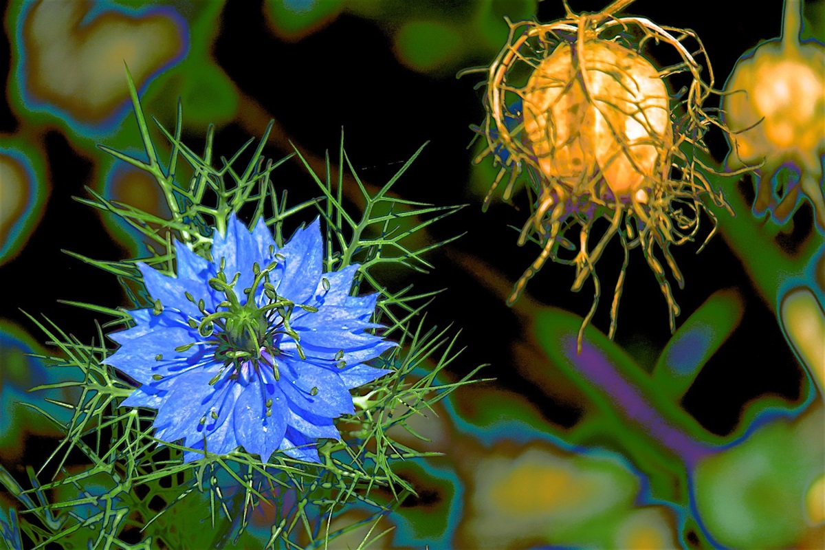 Colour Explosion - Hume City Council